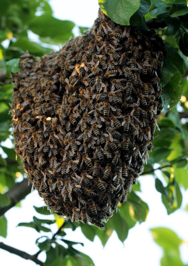 Bees stock image. Image of golden, cell, hexagon, animals - 41384311