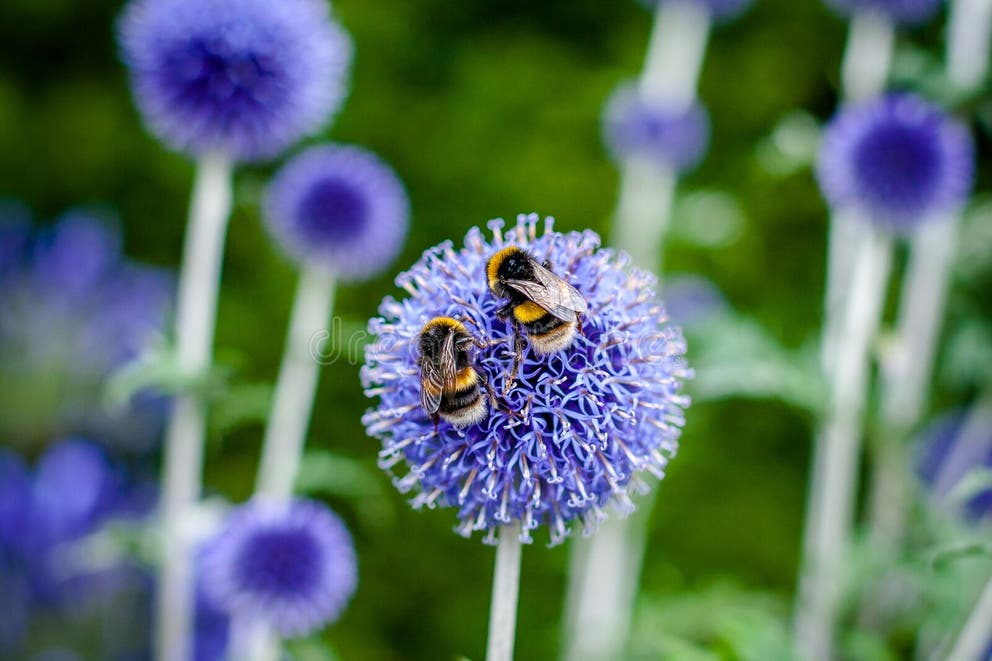 Bees on a Blue Globe Thistle Flower Stock Image - Image of bees ...