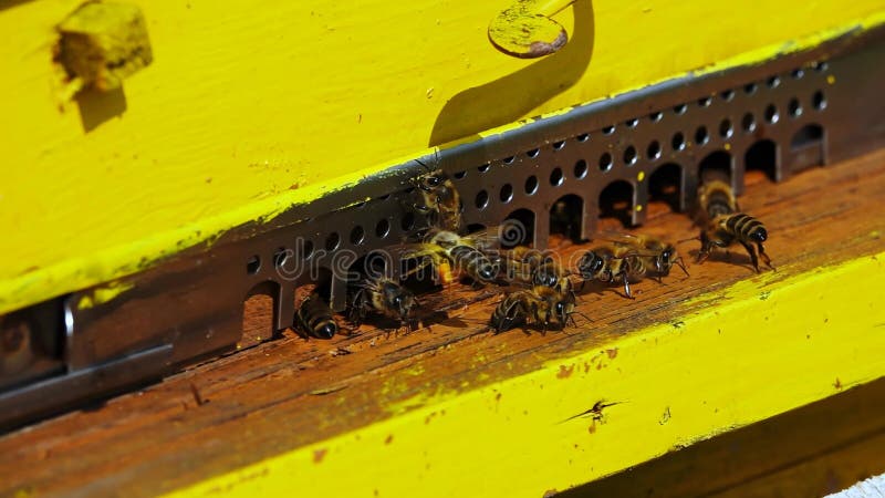 Bees Bring Nectar To Hive Bee Hive Entrance Stock Footage Video Of