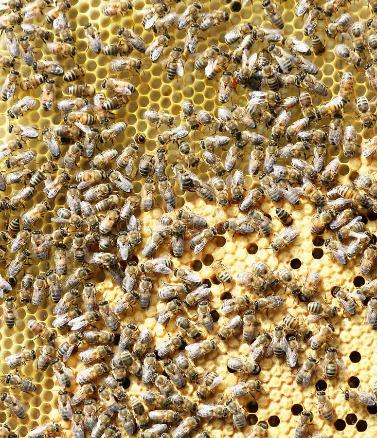 Queen Bee on Comb with Worker Bees Stock Image - Image of macro, colony ...