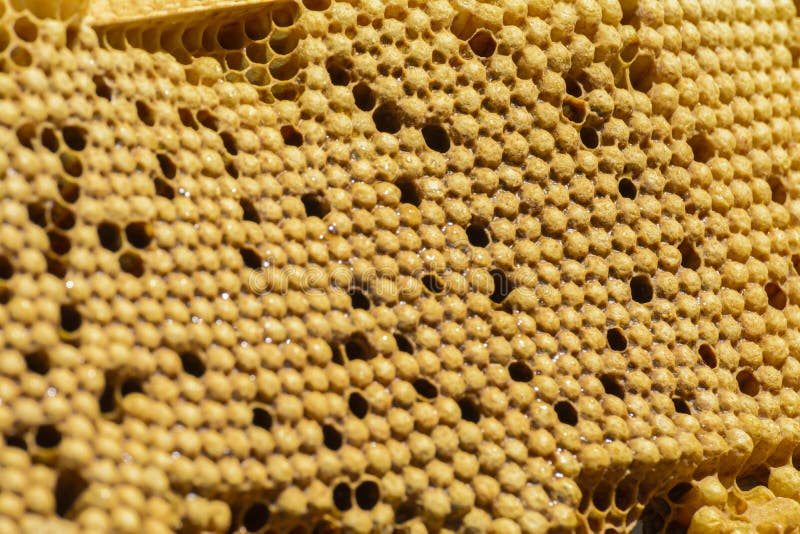 Bees brood comb stock photo. Image of hexagon, agricultural - 71691264