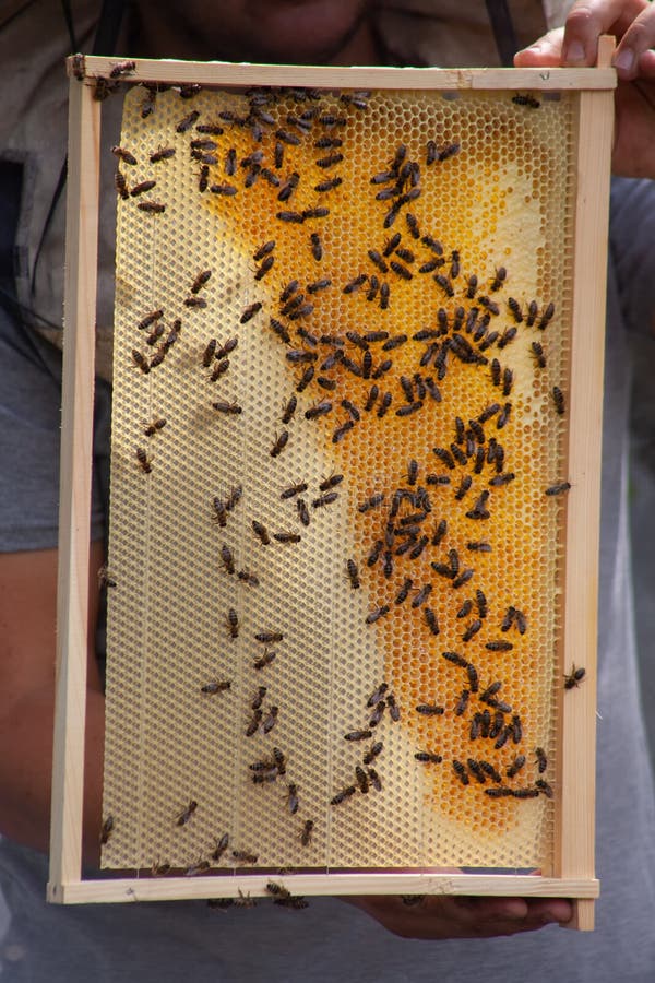 Bees Build Combs on New Wax in a Frame. the Beekeeper Looks at the Work ...