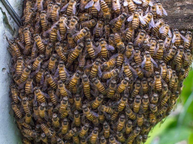 Bees Build Honeycomb Crowd stock photo. Image of fresh - 90013582