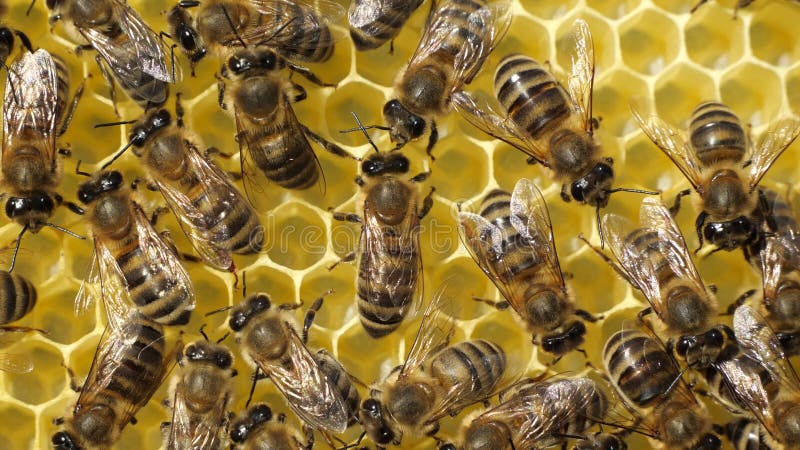 Bees Build Honeycombs. Work in a Team. Stock Footage - Video of home ...
