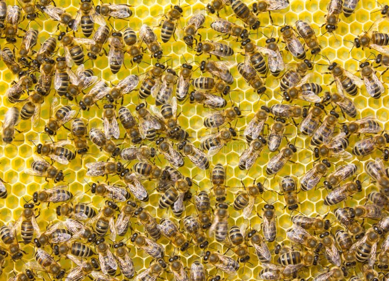 Bees build honeycombs stock photo. Image of bees, teamwork - 95887210