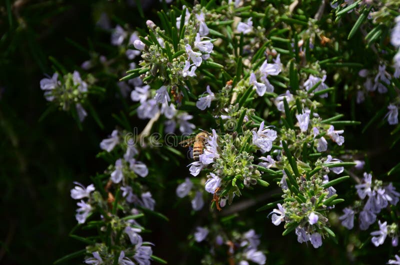 Bees on a bush stock photo. Image of nature, food, blossom - 179356156