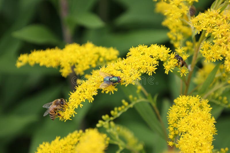 The Bees are Busy Collecting Nectar from the Flower Stock Photo - Image ...