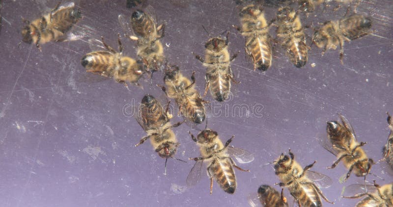 Bees Buzz Around Building Honeycombs Stock Photo - Image of colony ...