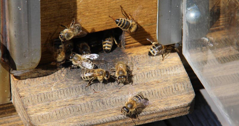 Bees Buzz Around Building Honeycombs Stock Photo - Image of colony ...