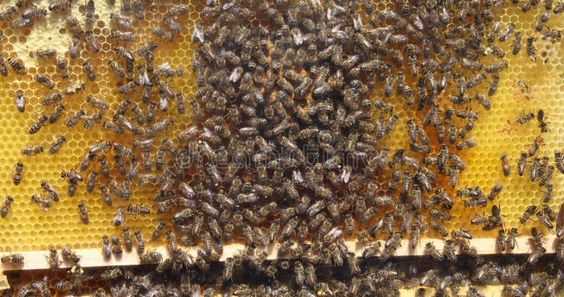 Bees Buzz Around Building Honeycombs Stock Photo - Image of colony ...