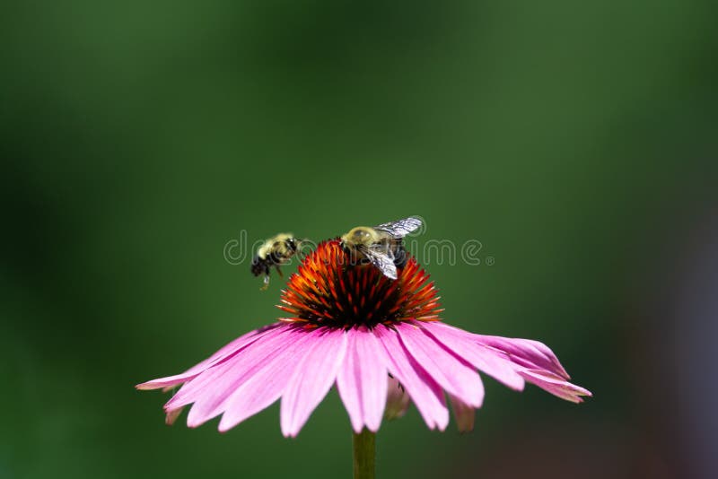 Bees Buzz Around Building Honeycombs Stock Photo - Image of colony ...