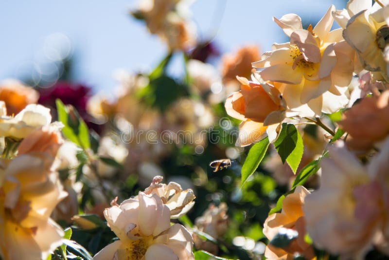 Bees Buzzing Around Yellow Roses 2 Stock Image - Image of floral, bees ...