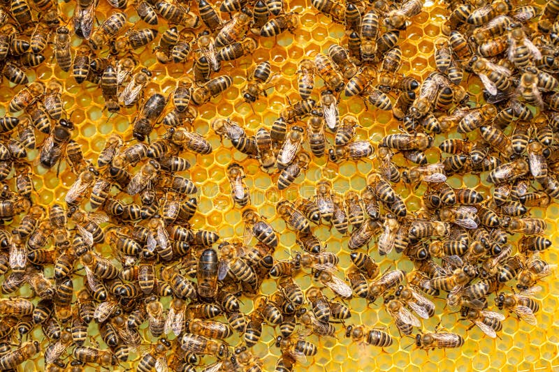 Bees Buzzing on Honeycomb Frames: a Hive S Sweet Symphony Stock Photo ...