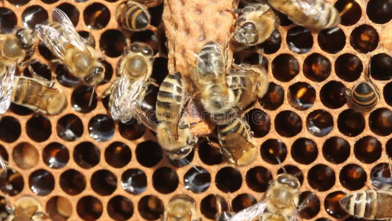 Larvae of BeesHoneycombs are Developing Larvae of Bees â€“ Future ...