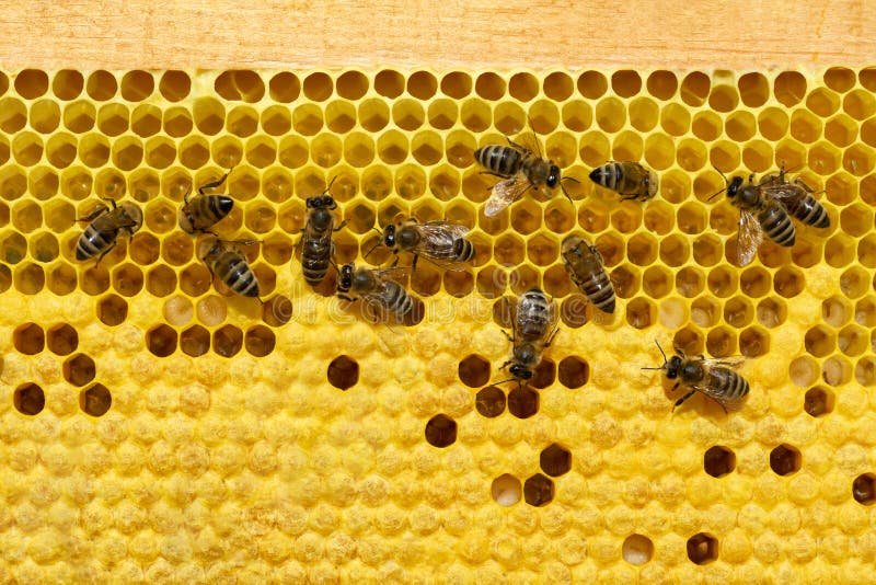 Bees on a Cell with Larvae. Bees Broods. Stock Image - Image of combing ...