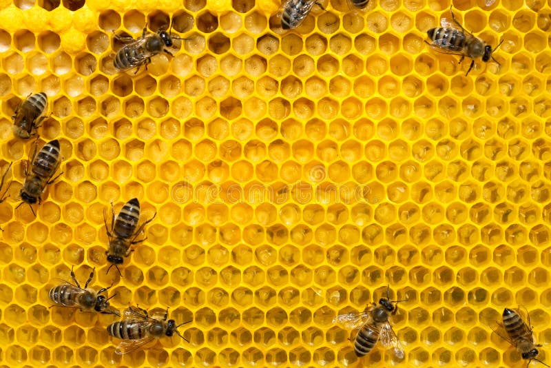 Bees on a Cell with Larvae. Bees Broods. Stock Photo - Image of animals ...