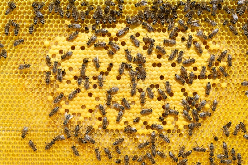Bees on a Cell with Larvae. Bees Broods. Stock Photo - Image of macro ...
