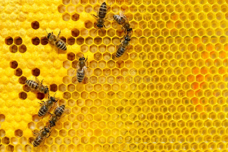 Bees on a Cell with Larvae. Bees Broods. Stock Photo - Image of ...
