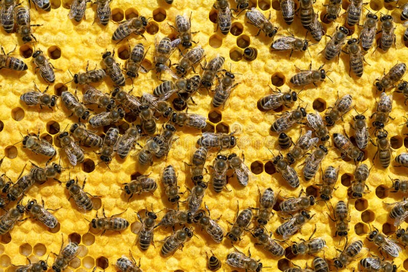 Bees on a Cell with Larvae. Bees Broods. Stock Image - Image of ...