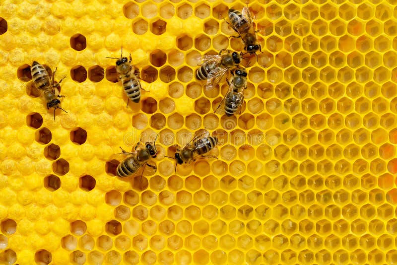 Bees on a Cell with Larvae. Bees Broods. Stock Photo - Image of ...