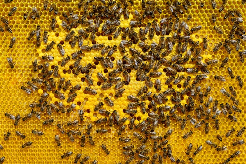 Bees on a Cell with Larvae. Bees Broods. Stock Image - Image of ...