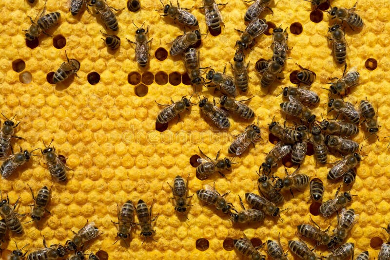 Bees on a Cell with Larvae. Bees Broods. Stock Photo - Image of ...