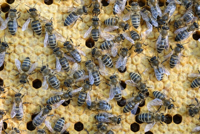 Bees on a Cell with Larvae. Bees Broods. Natural Background. Stock ...