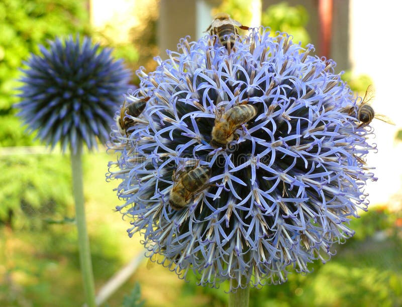 Bees Climbing on a Round Blue Flower Stock Photo - Image of wildlife ...