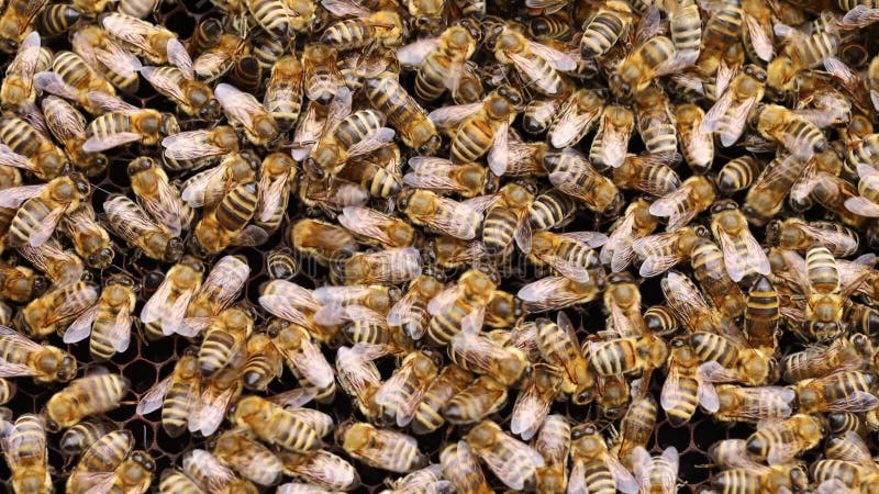 Bees Close-up. Lots of Bees in the Hive Stock Video - Video of colony ...