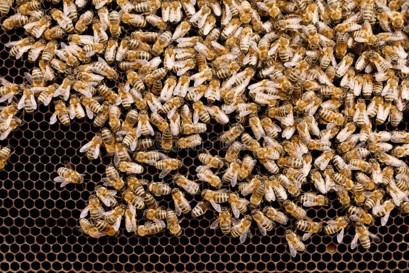 Lots of Bees Close-up. Bees are Insects Stock Image - Image of hive ...