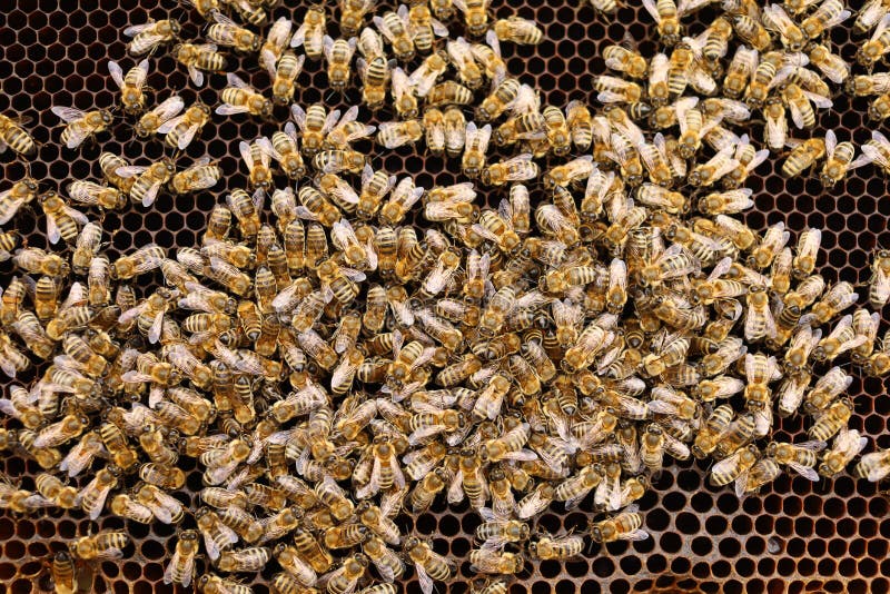 Lots of Bees Close-up. Bees are Insects Stock Image - Image of hive ...