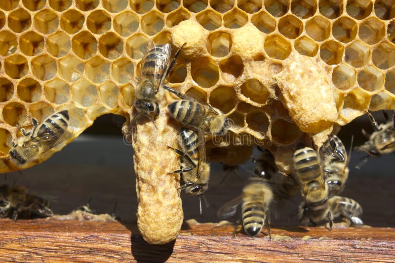 Cocoons future Queen Bees stock image. Image of reproduction - 26103967