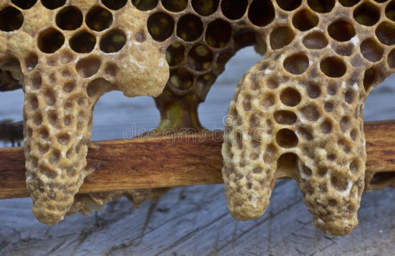 Queen-bee and human stock image. Image of cell, hives - 23207503