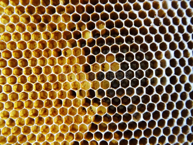 The Honey in the Frame is Collected by Bees Stock Image - Image of ...