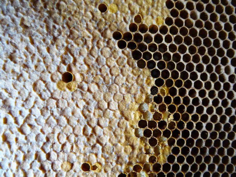 The Honey in the Frame is Collected by Bees Stock Image - Image of ...