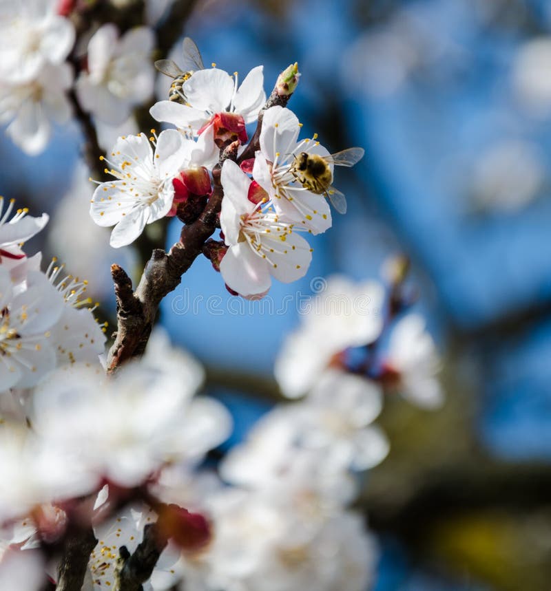 Bees Collect Nectar. Flowering Cherry Trees, Beautiful White Flo Stock ...