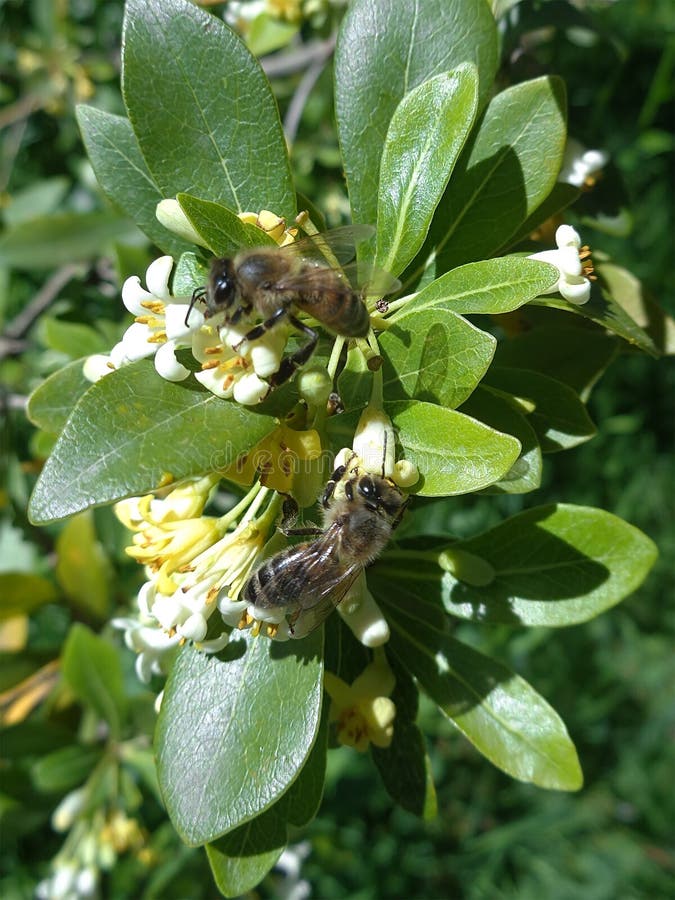 Bees Collect Nectar on Flowering Tree Stock Photo - Image of nature ...