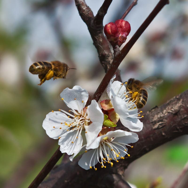 Bees Collect Nectar on the Flowers Stock Image - Image of animal, flora ...