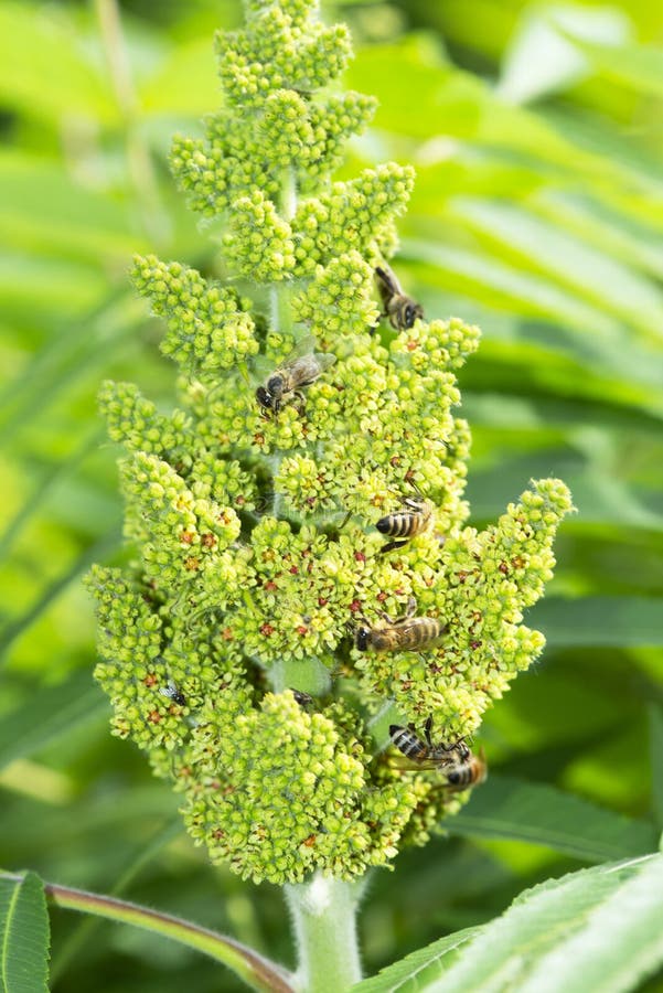 Bees Collect Pollen from Blossoming Apple Trees on a Clear Spring Day ...