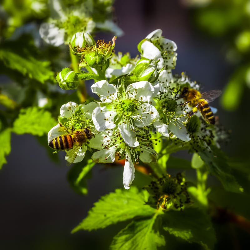 Bees collect pollen stock image. Image of botany, bloom - 275116709