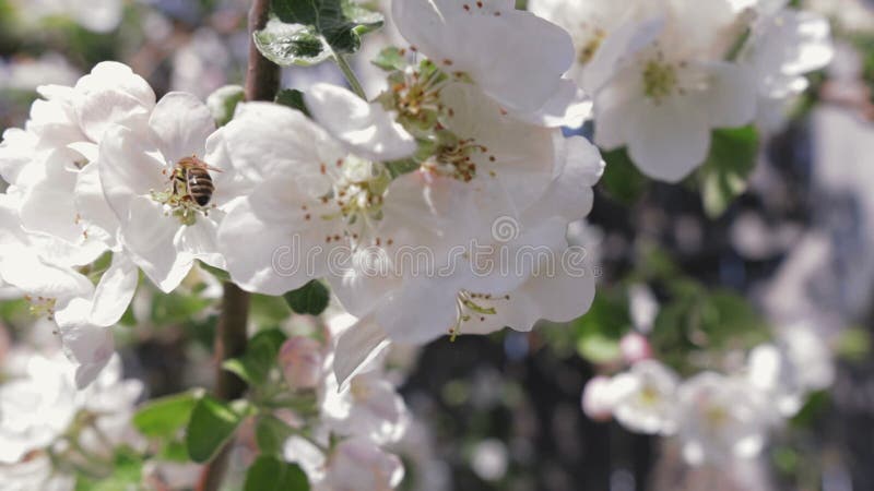 Bees Collect Pollen on Flowers , Insects Collect Nectar on a Blooming ...