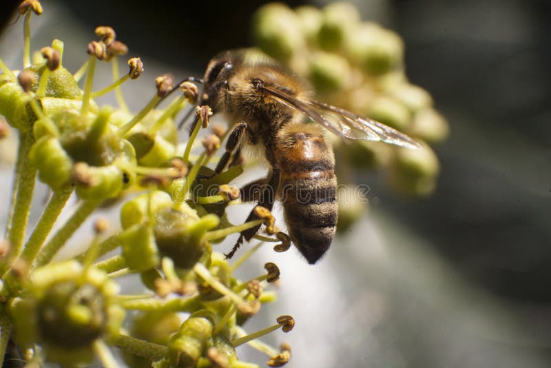 Bees are Collecting Eucalyptus Nectar (honey). Stock Image - Image of ...