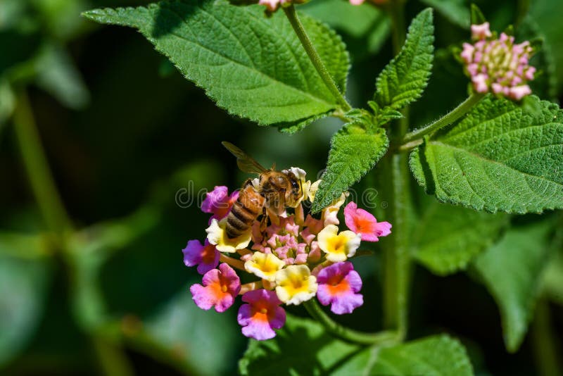 Bees Collecting Nectar from Flower, Bee on a Flower Stock Photo - Image ...