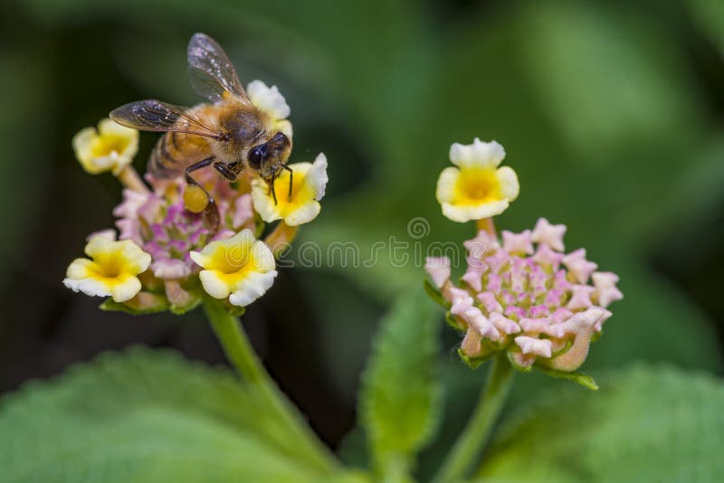 Bees Collecting Nectar from Flower, Bee on a Flower Stock Photo - Image ...