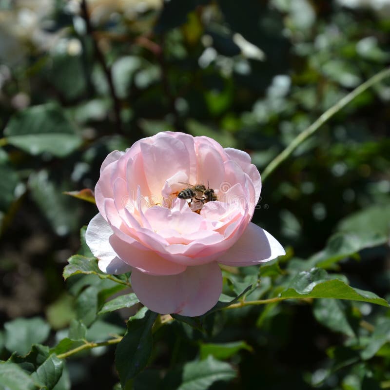 Bee on a red rose stock image. Image of flower, rose - 184117687