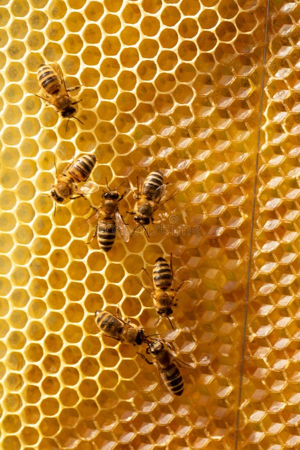 Bees on the Comb Create New Cells for Honey. Light Defocusing of the ...