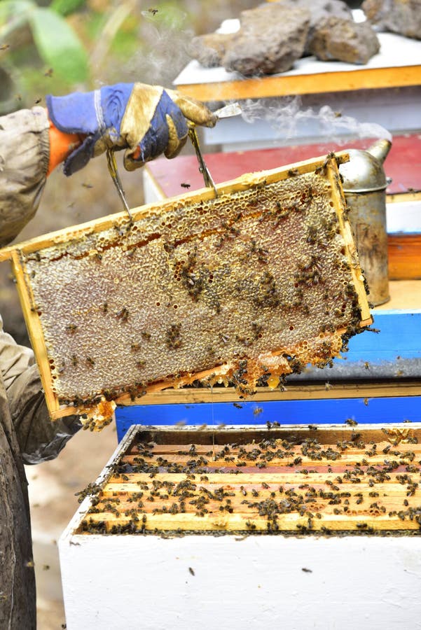 Bees on the Combs of a Division Board a Hive. Stock Image - Image of ...