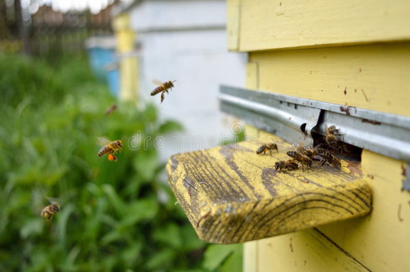 Bees come flying stock photo. Image of yellow, colony - 89732860
