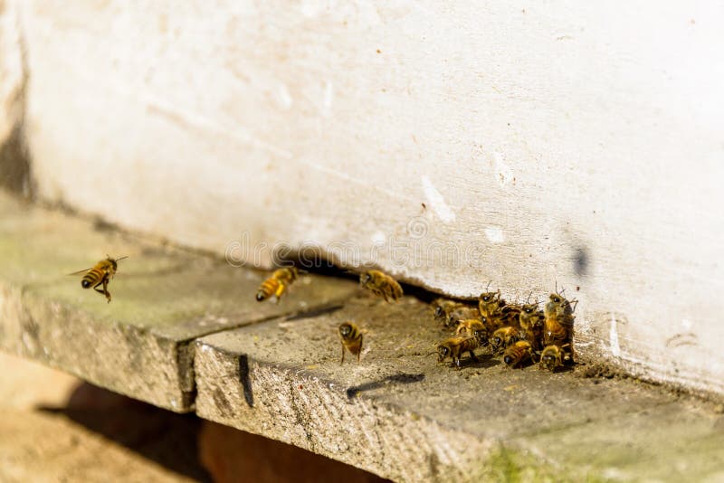 Bees Coming in and Out of Their Beehive Stock Image - Image of swarm ...