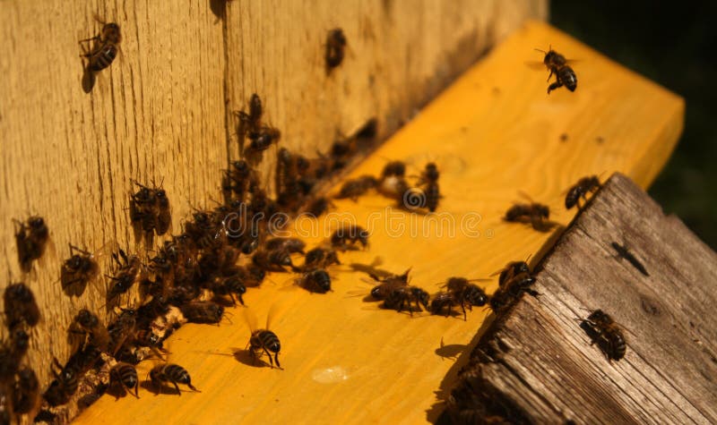 Bees are Coming To the Hive. Stock Photo - Image of farming, medicine ...